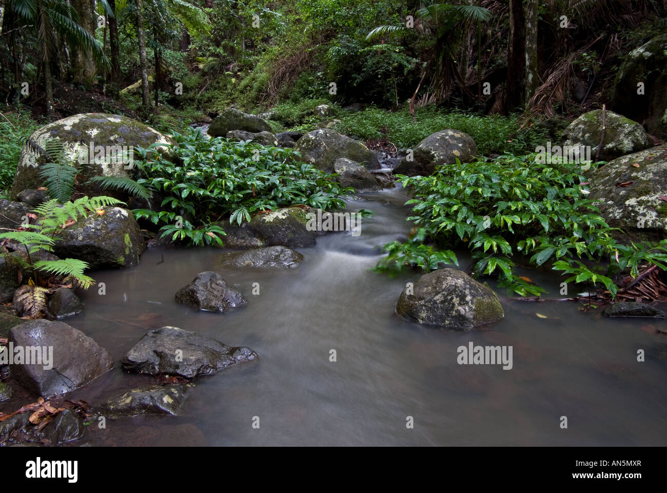 a small stream flows through the border ranges rainforest Stock Photo ...