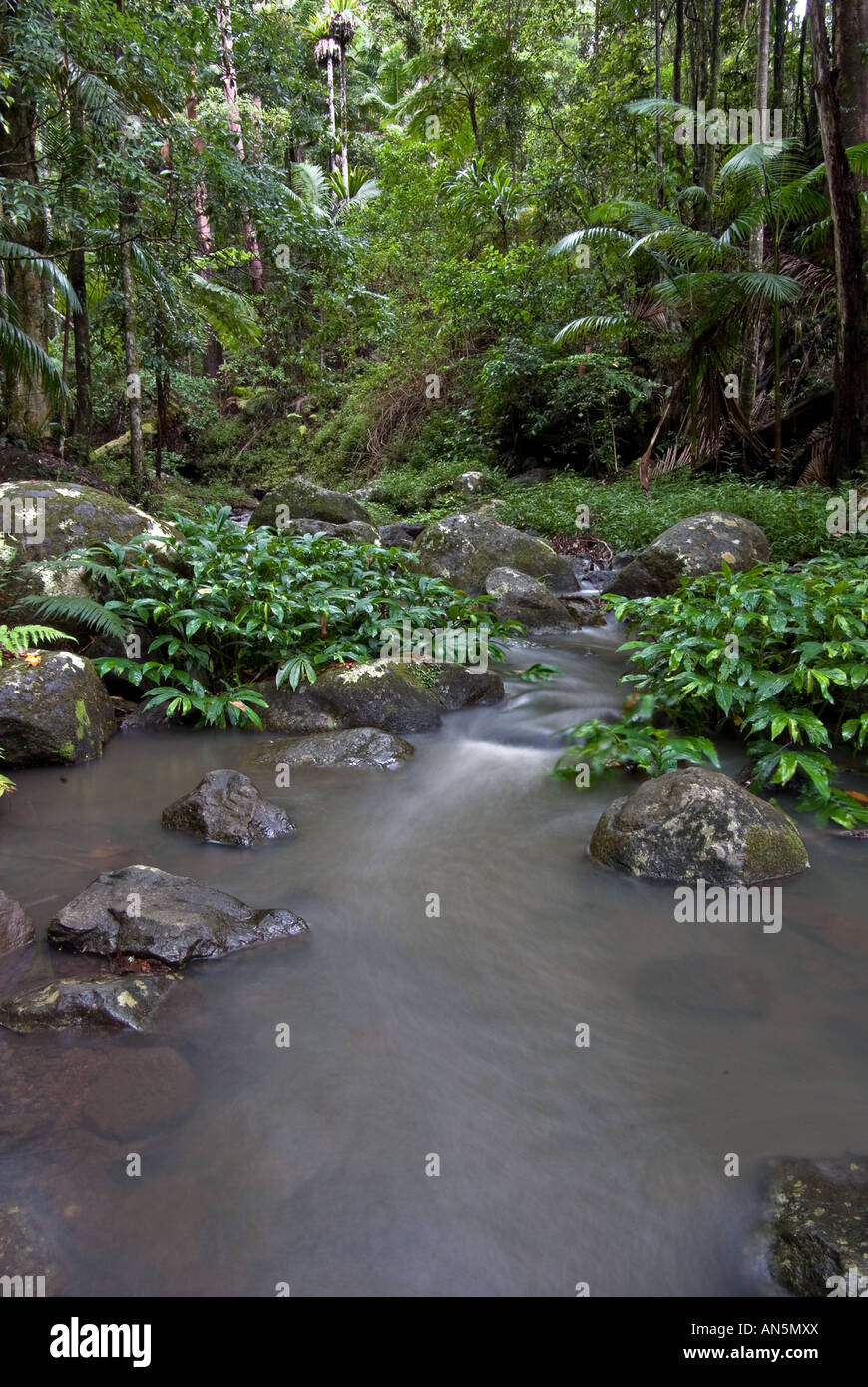Stream flowing through rainforest hi-res stock photography and images ...
