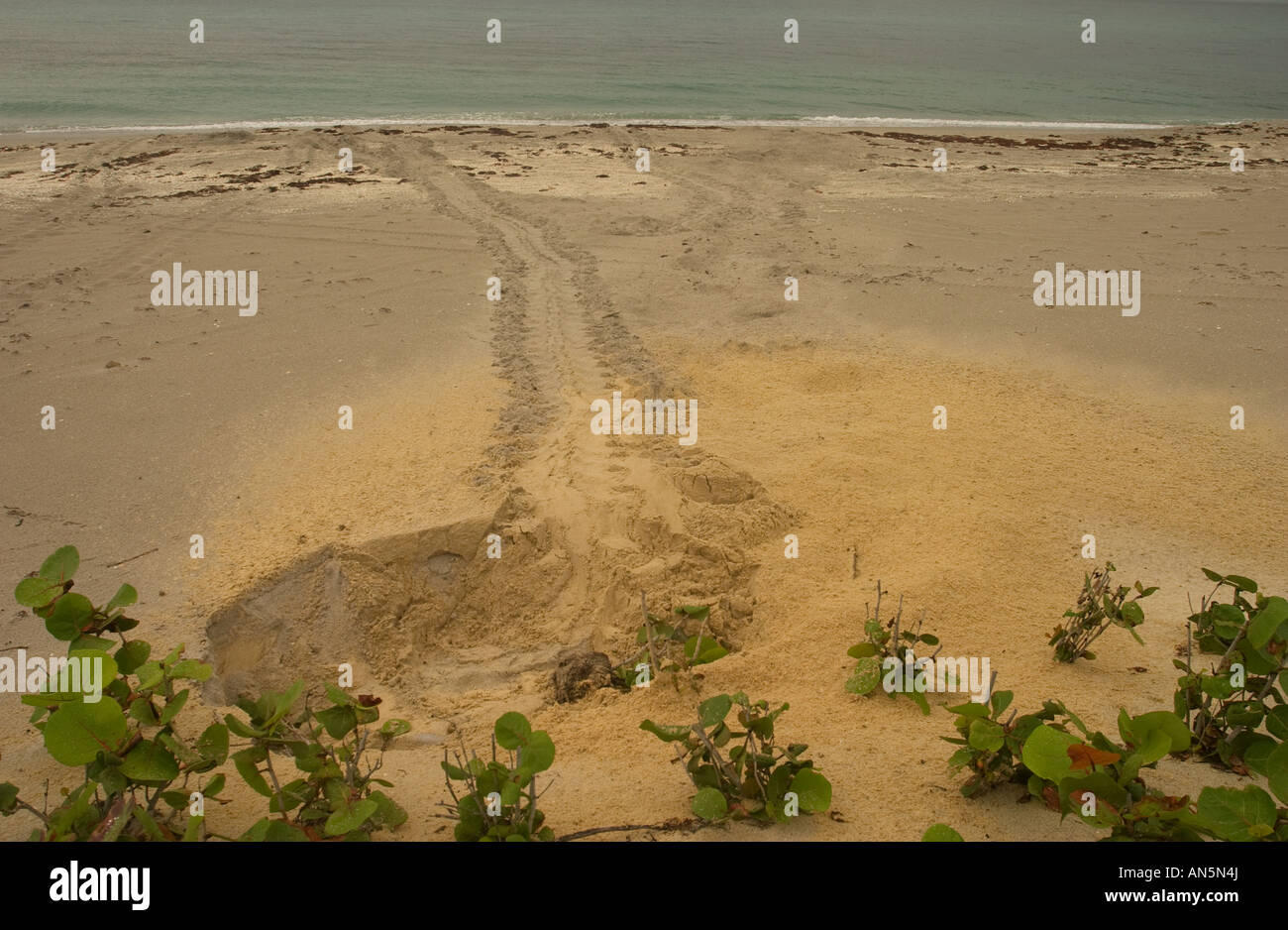 green sea turtle nest Stock Photo - Alamy