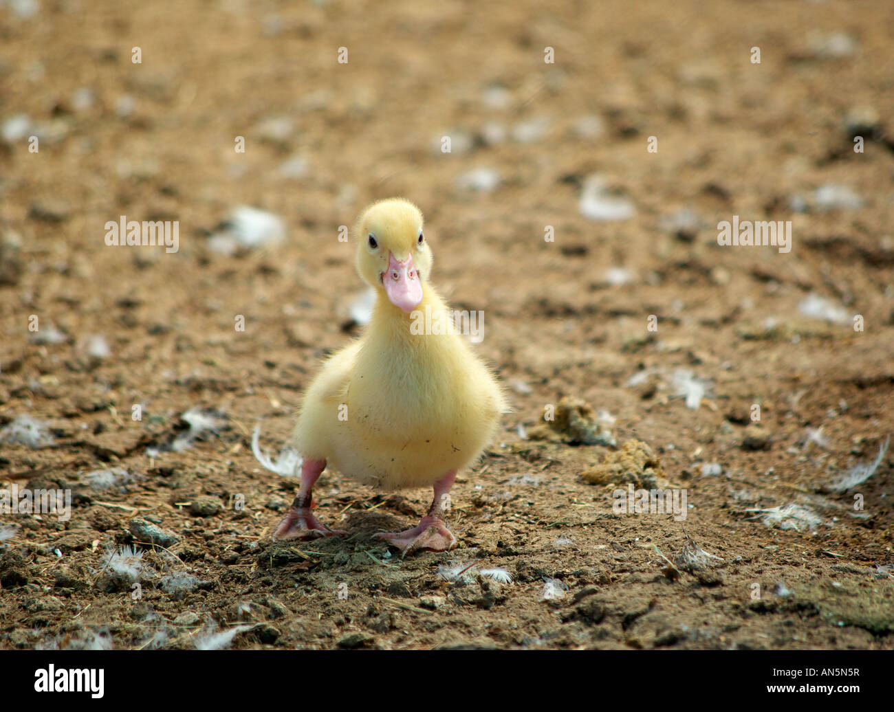 A cute duck walking hi-res stock photography and images - Alamy