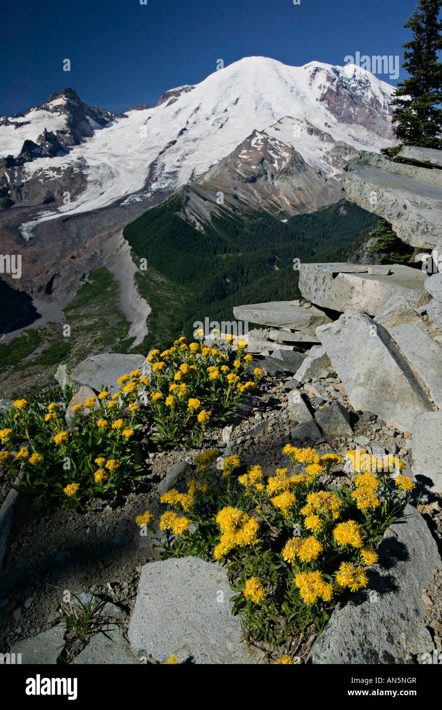 Mt rainier summer hi-res stock photography and images - Alamy
