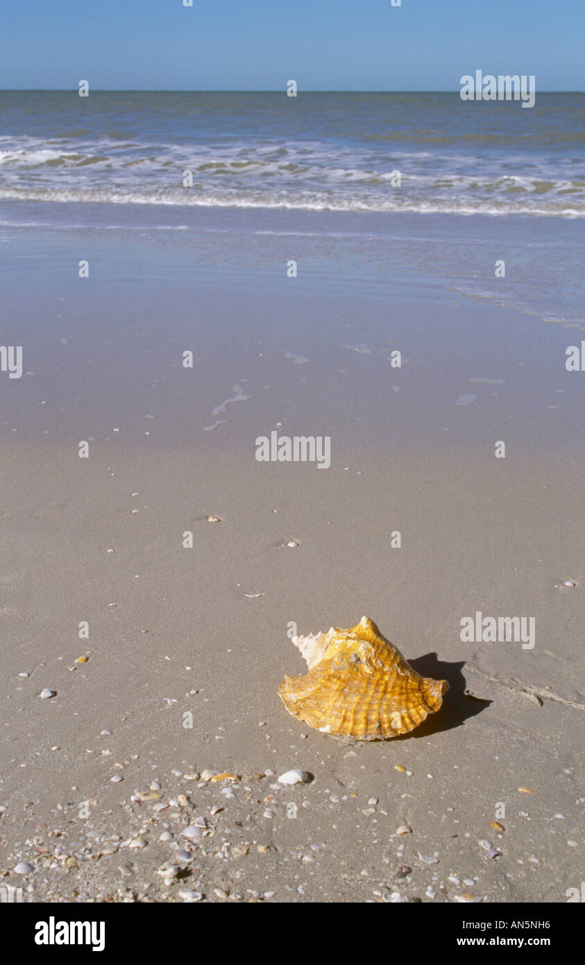 Conch s hi-res stock photography and images - Alamy