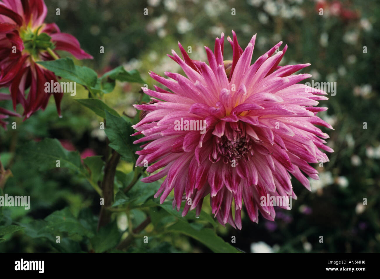 Dahlia vancouver hi-res stock photography and images - Alamy