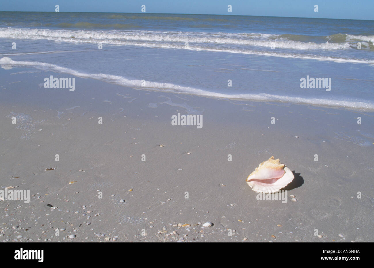 Conch s hi-res stock photography and images - Alamy