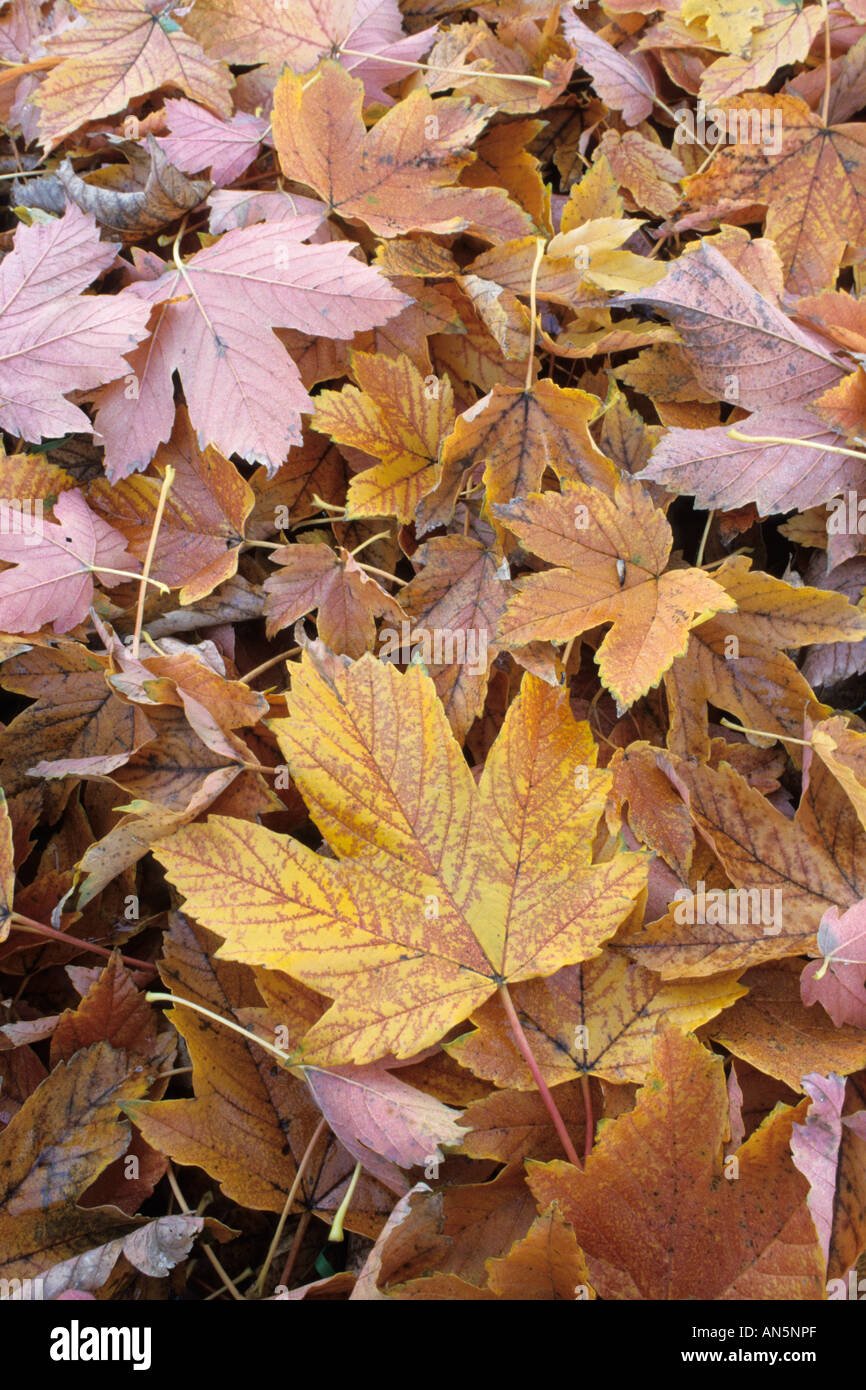 Sycamore maple (Acer pseudoplatanus Stock Photo - Alamy