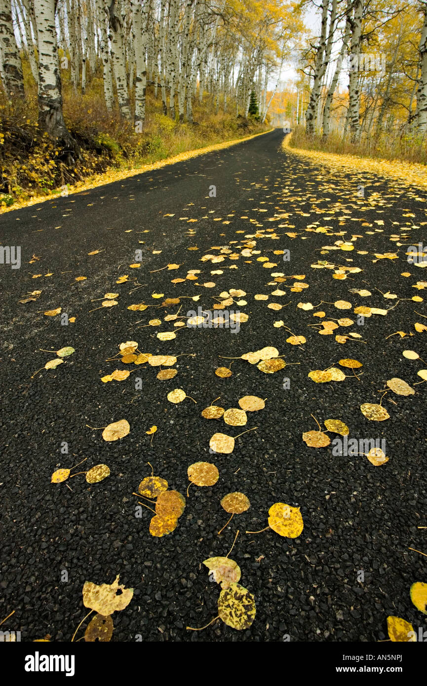 Alpine loop drive in autumn Stock Photo - Alamy