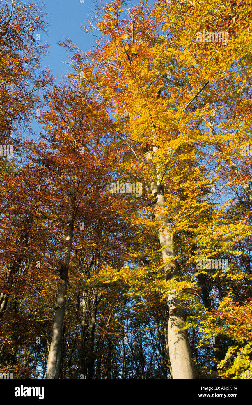 Common beech (Fagus sylvatica Stock Photo - Alamy