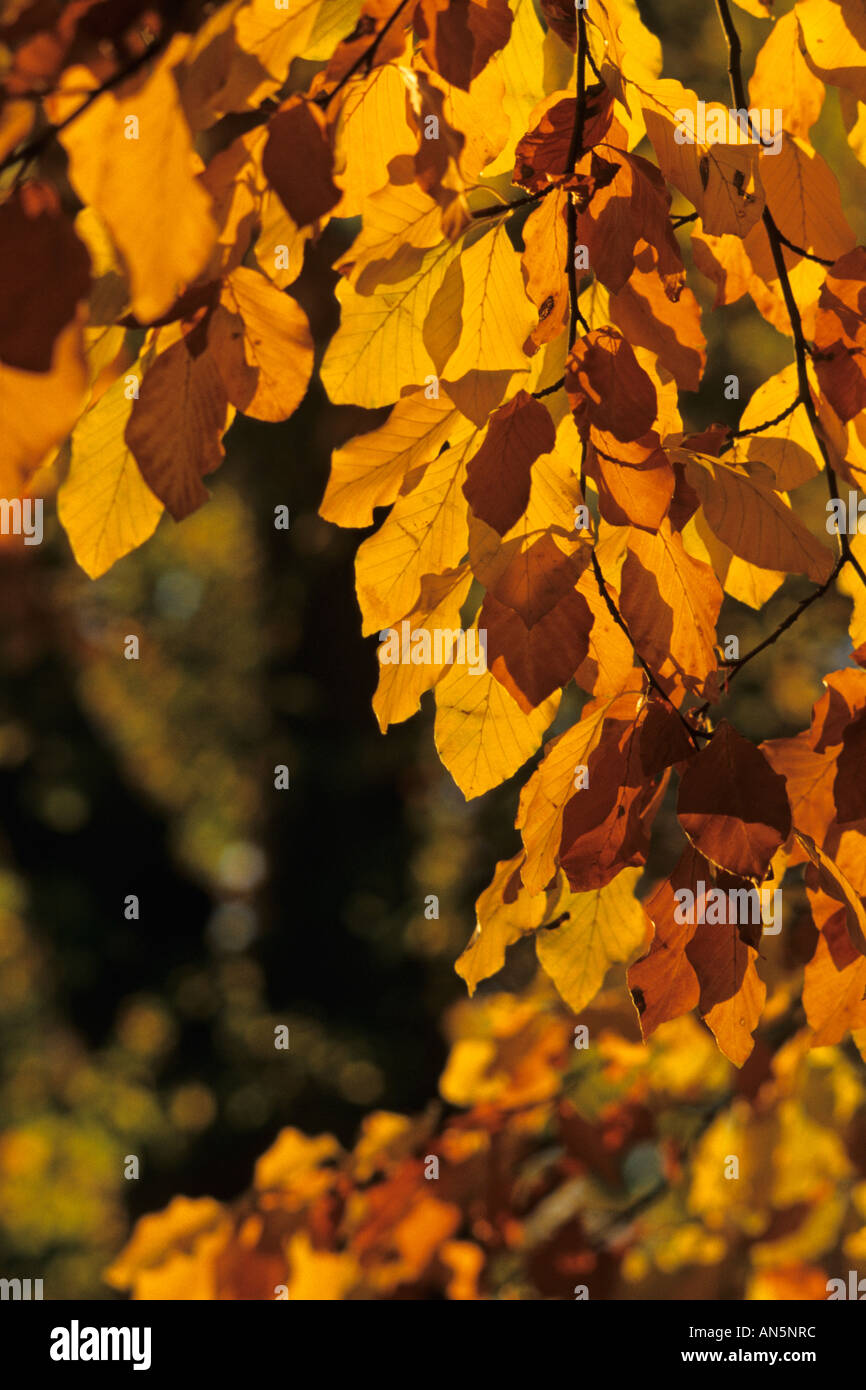 Common beech (Fagus sylvatica Stock Photo - Alamy