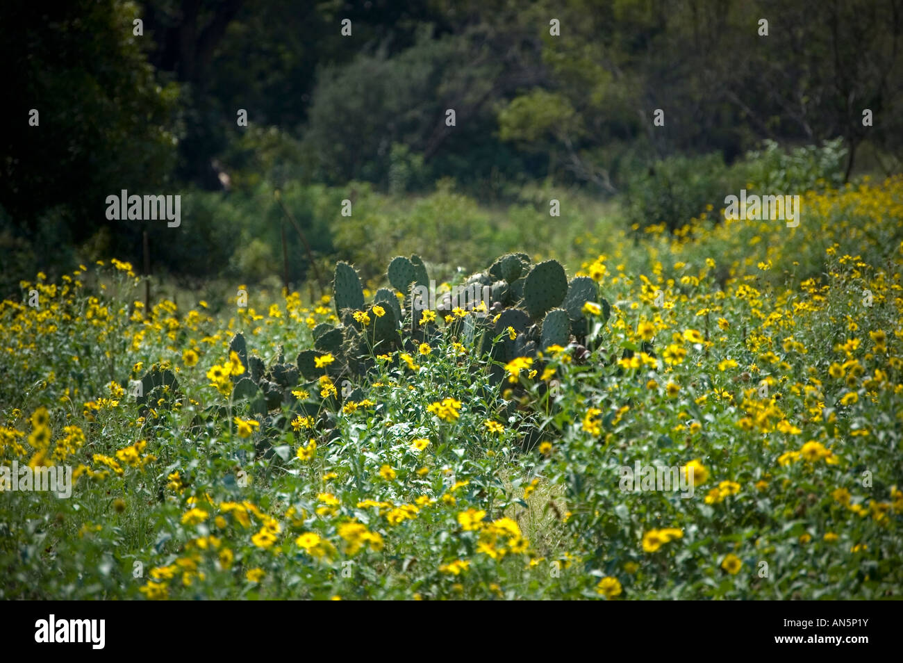 Cactus scenery in a meadow in central Texas Stock Photo - Alamy
