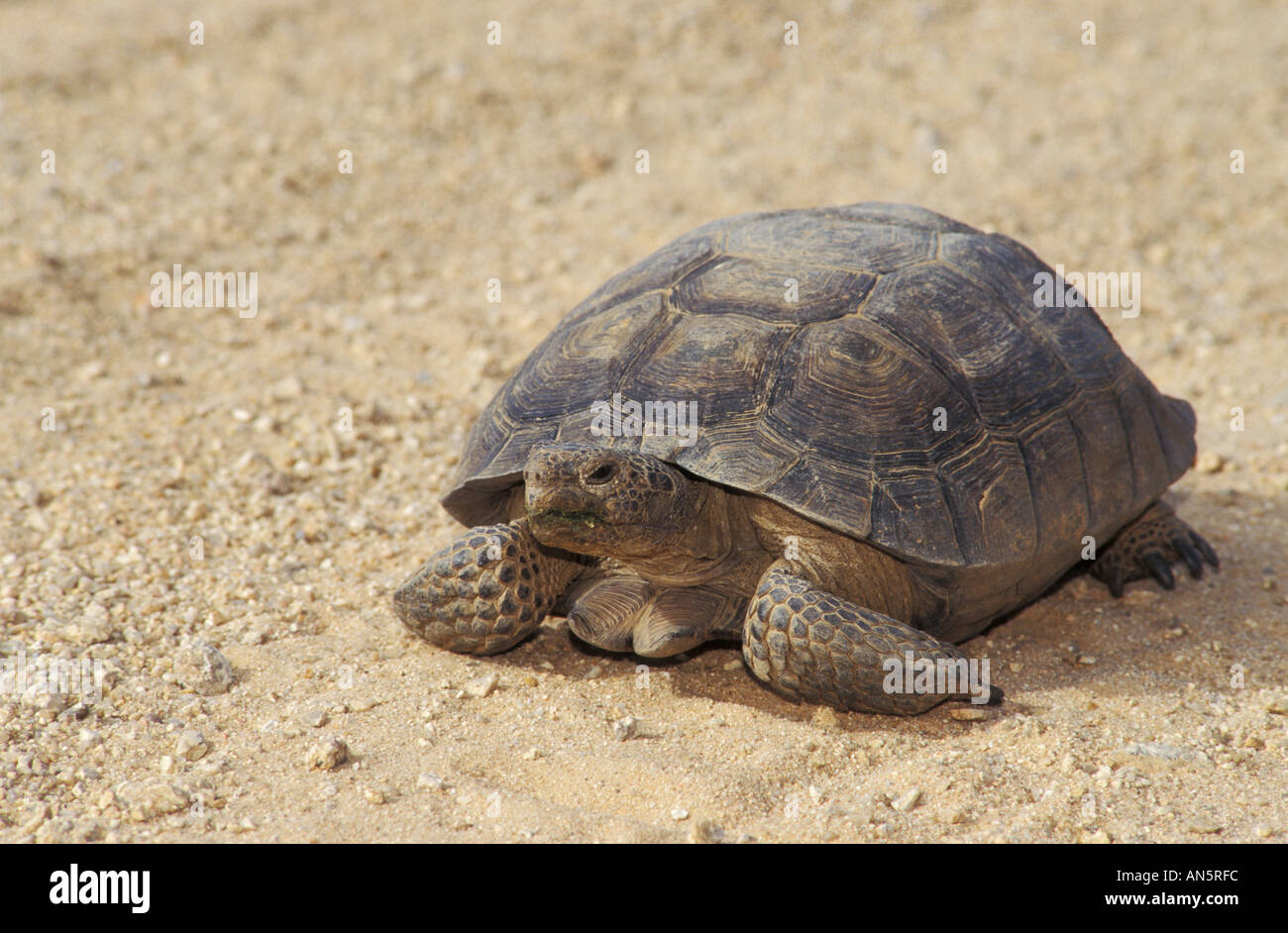 Desert Tortoise Gopherus agassizii on dirt road in desert Stock Photo ...