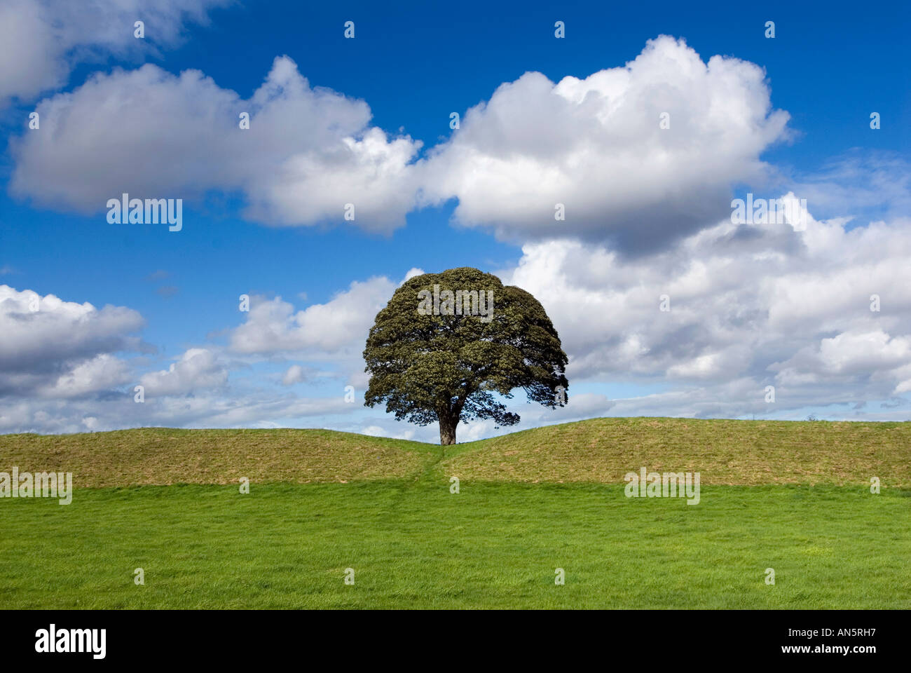 Tree, Clouds, sky Stock Photo - Alamy