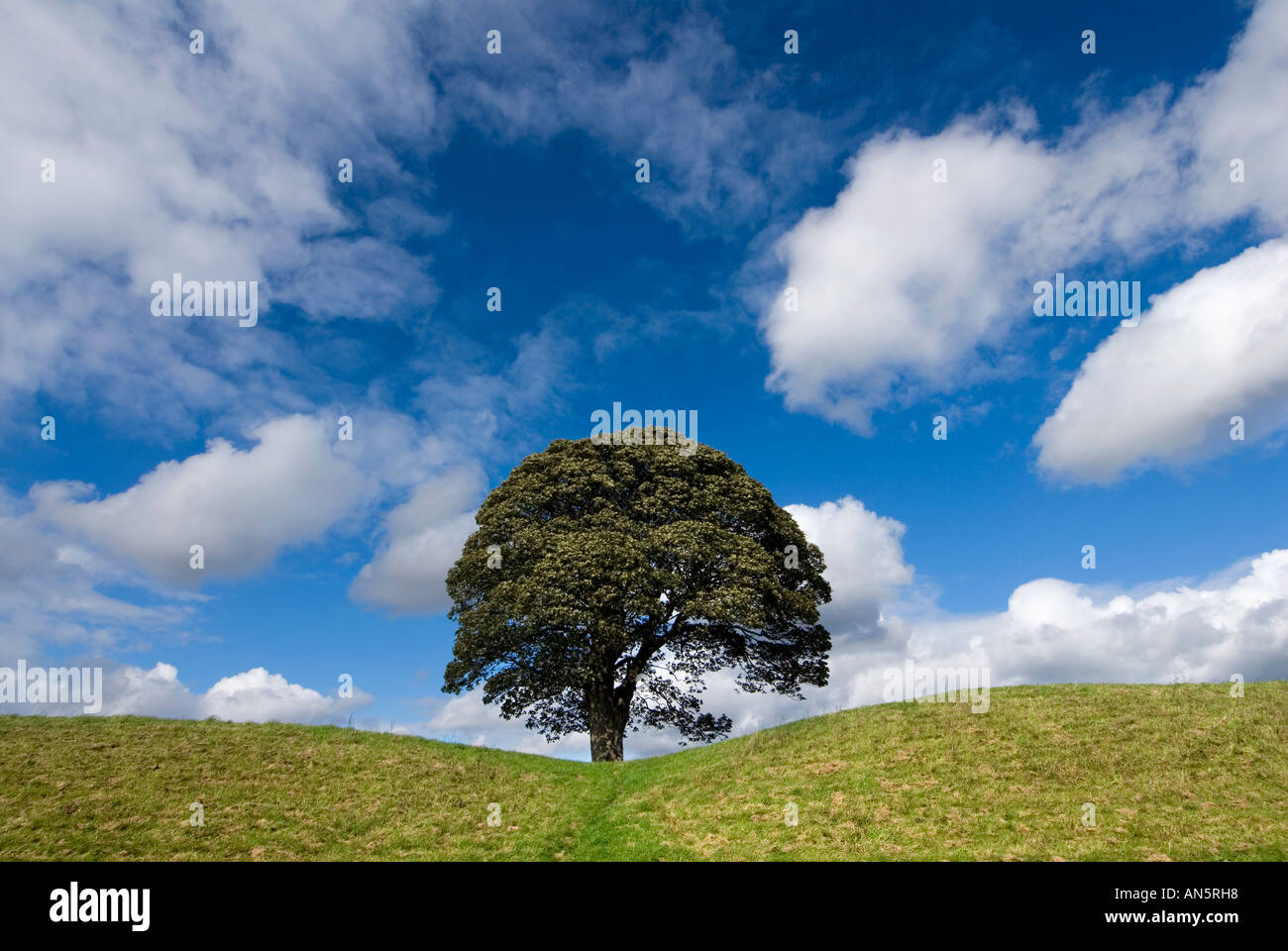 Tree, Clouds, sky Stock Photo - Alamy