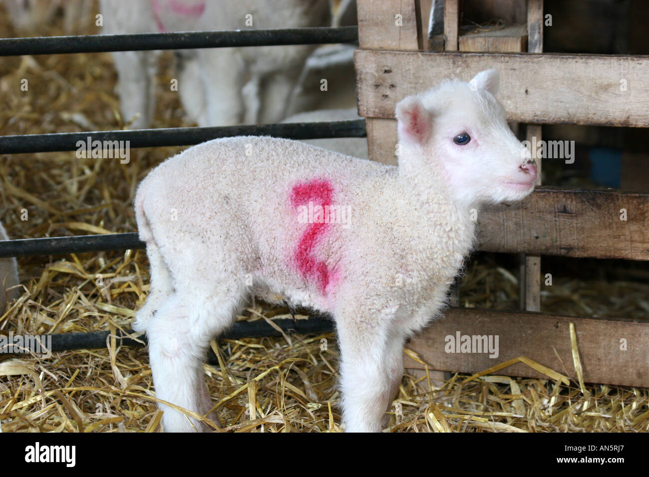 spring lamb number 2 Stock Photo - Alamy