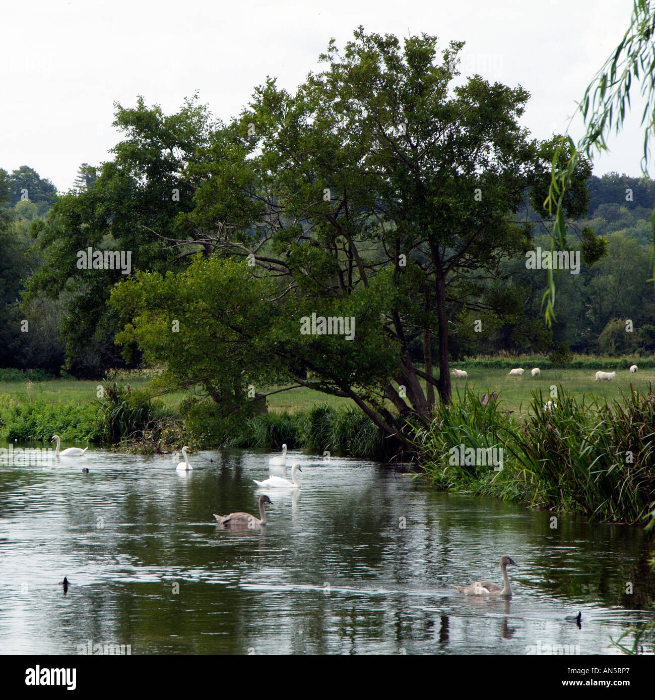 The River Avon flowing through Salisbury Wiltshire England UK Stock ...