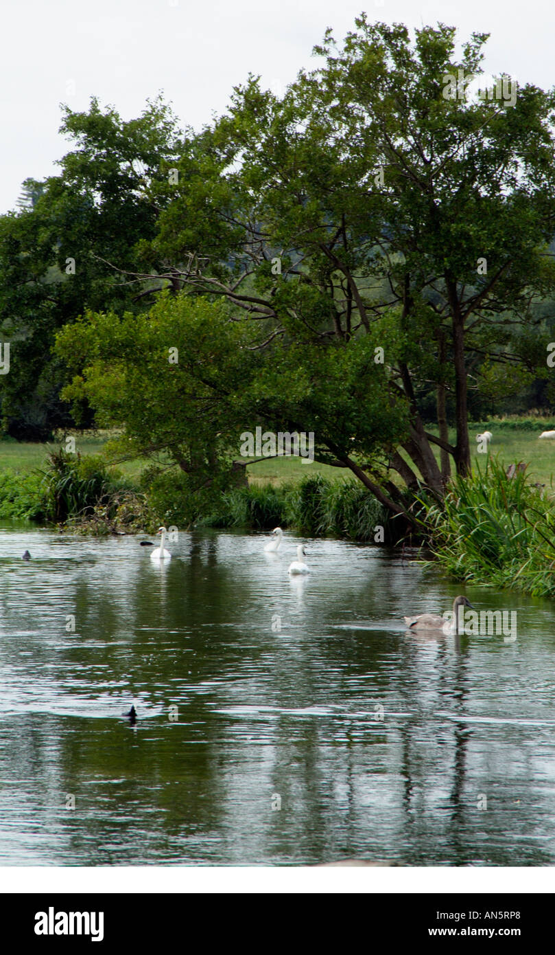 The River Avon flowing through Salisbury Wiltshire England UK Stock ...