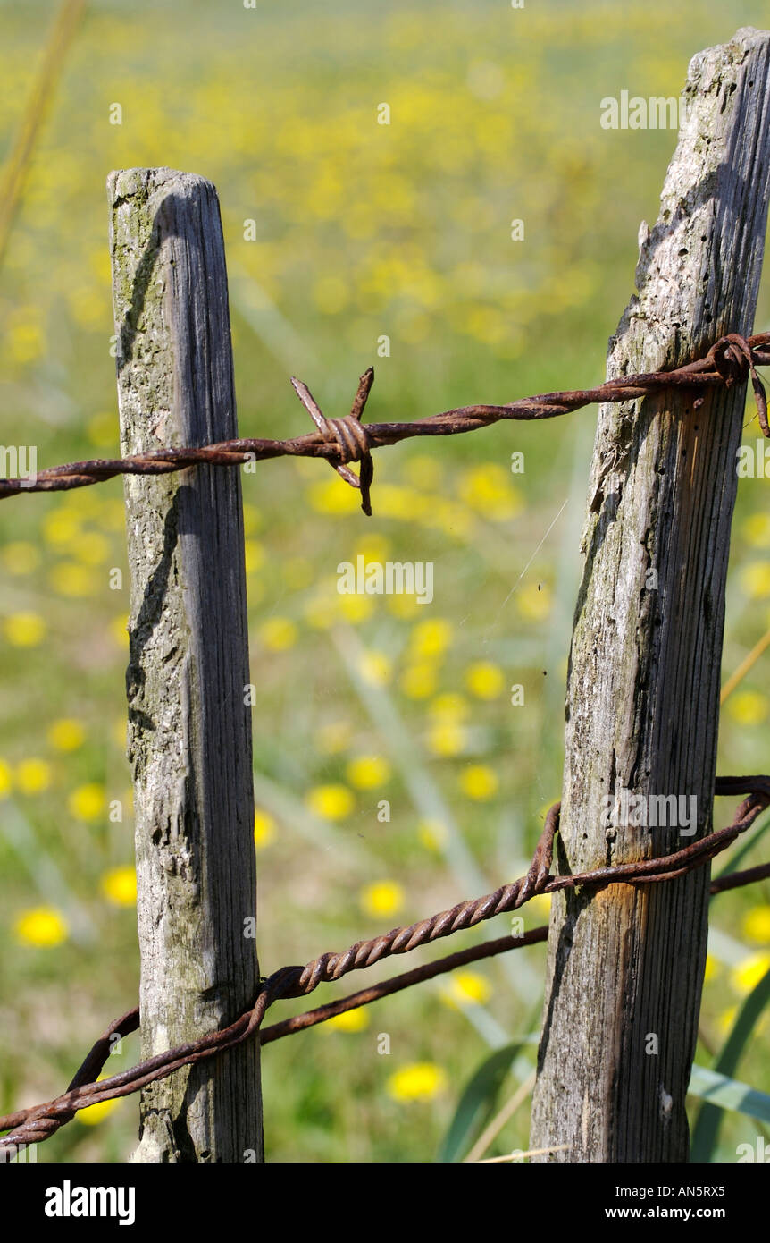 Old barbed wire fence with a wild field behind it Stock Photo - Alamy