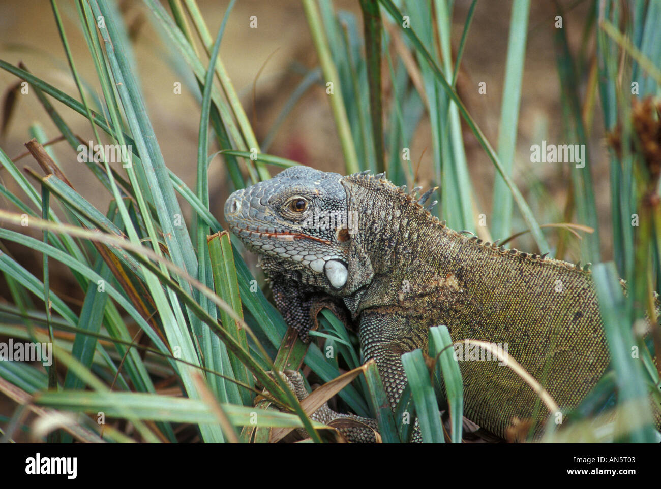 Iguana yuana Cristoffel National Park Curaçao Netherlands Antilles ...