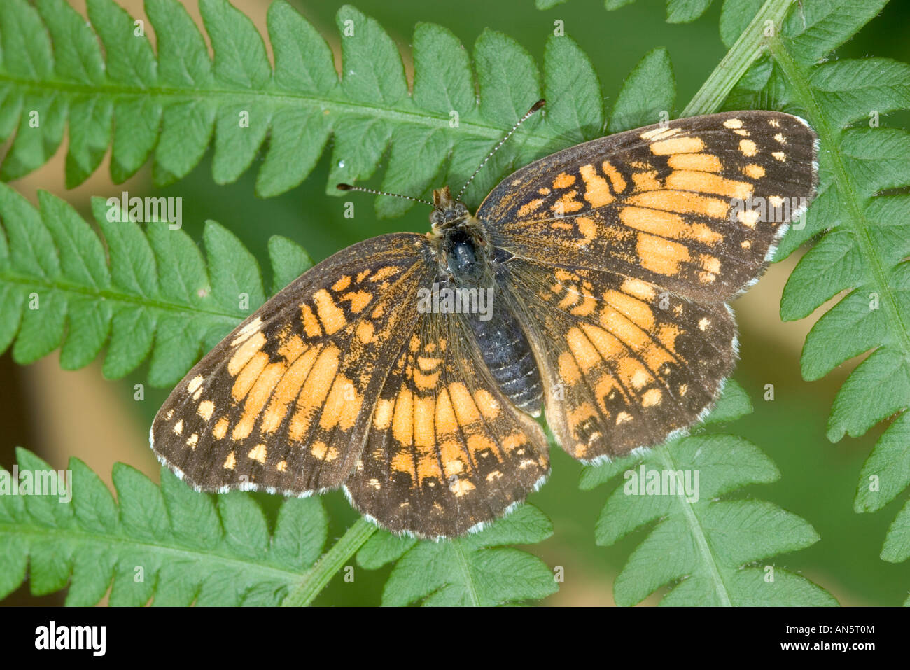 Harris's Checkerspot Chlosyne harrisii Tamarack Aitkin County Minnesota ...