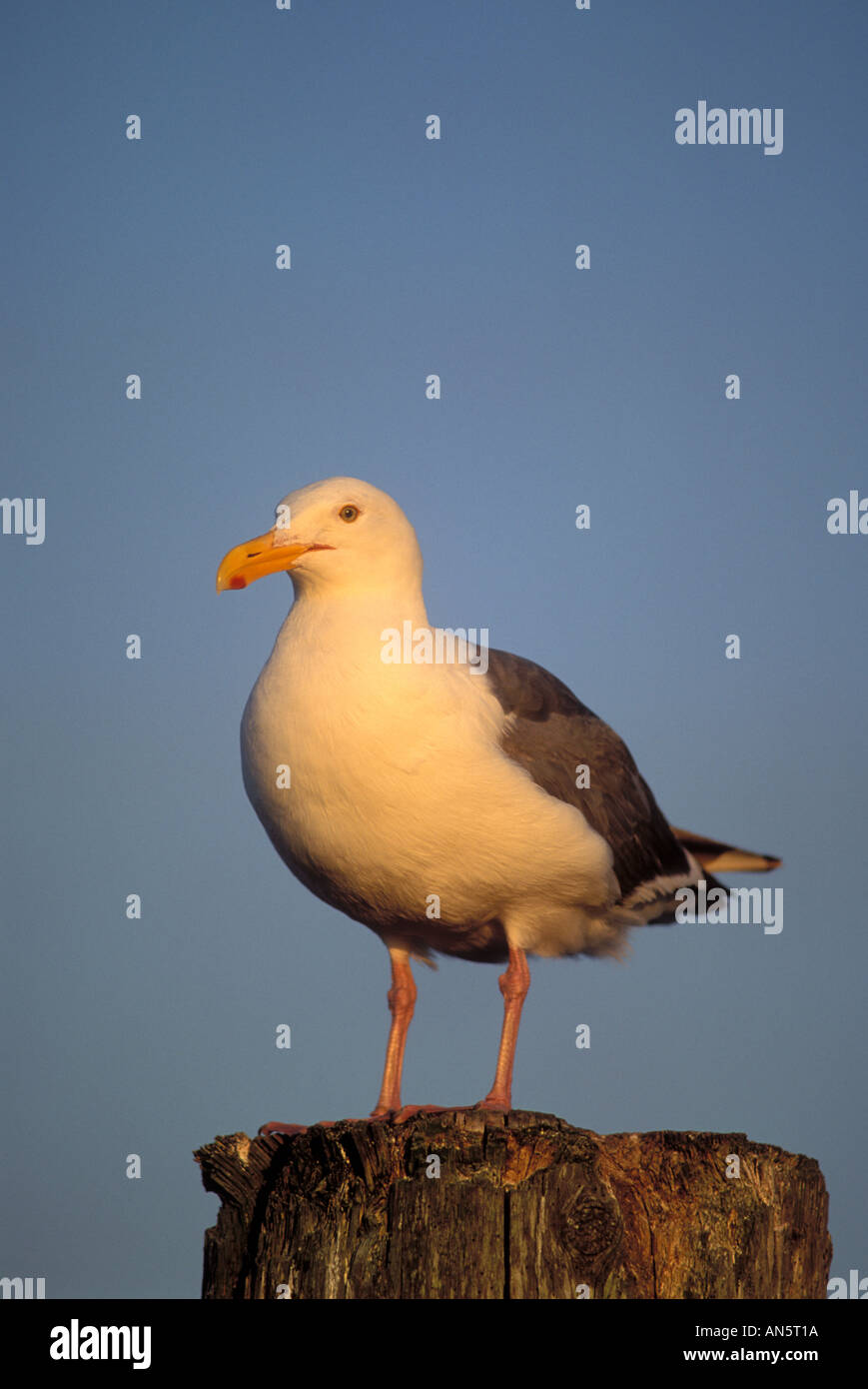 Western Gull on pier piling Bandon harbor Oregon coast Stock Photo - Alamy