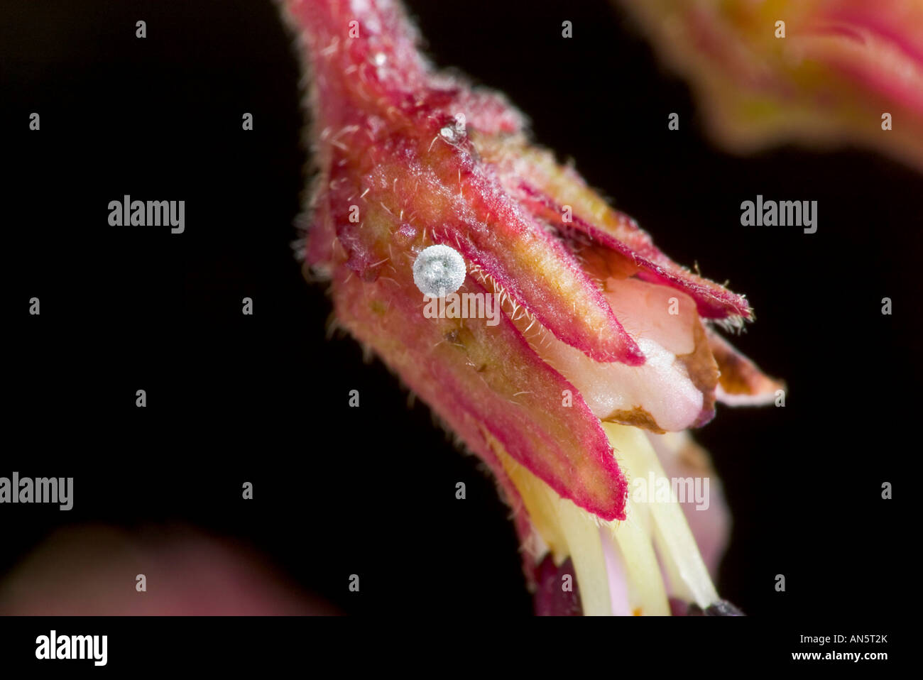 Henry's Elfin Callophrys henrici near Carlsbad New Mexico United States ...