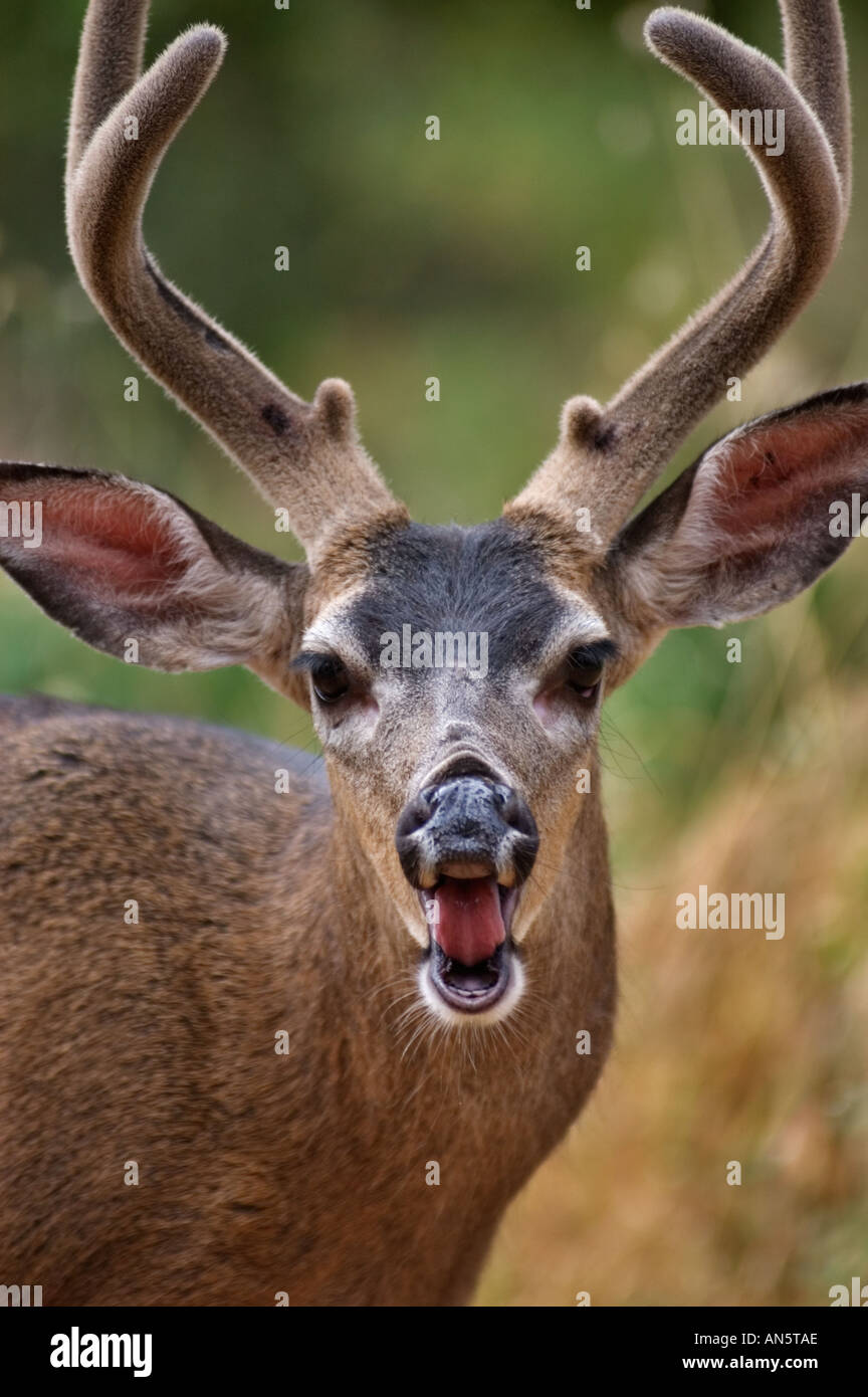 Black tailed deer buck Stock Photo - Alamy