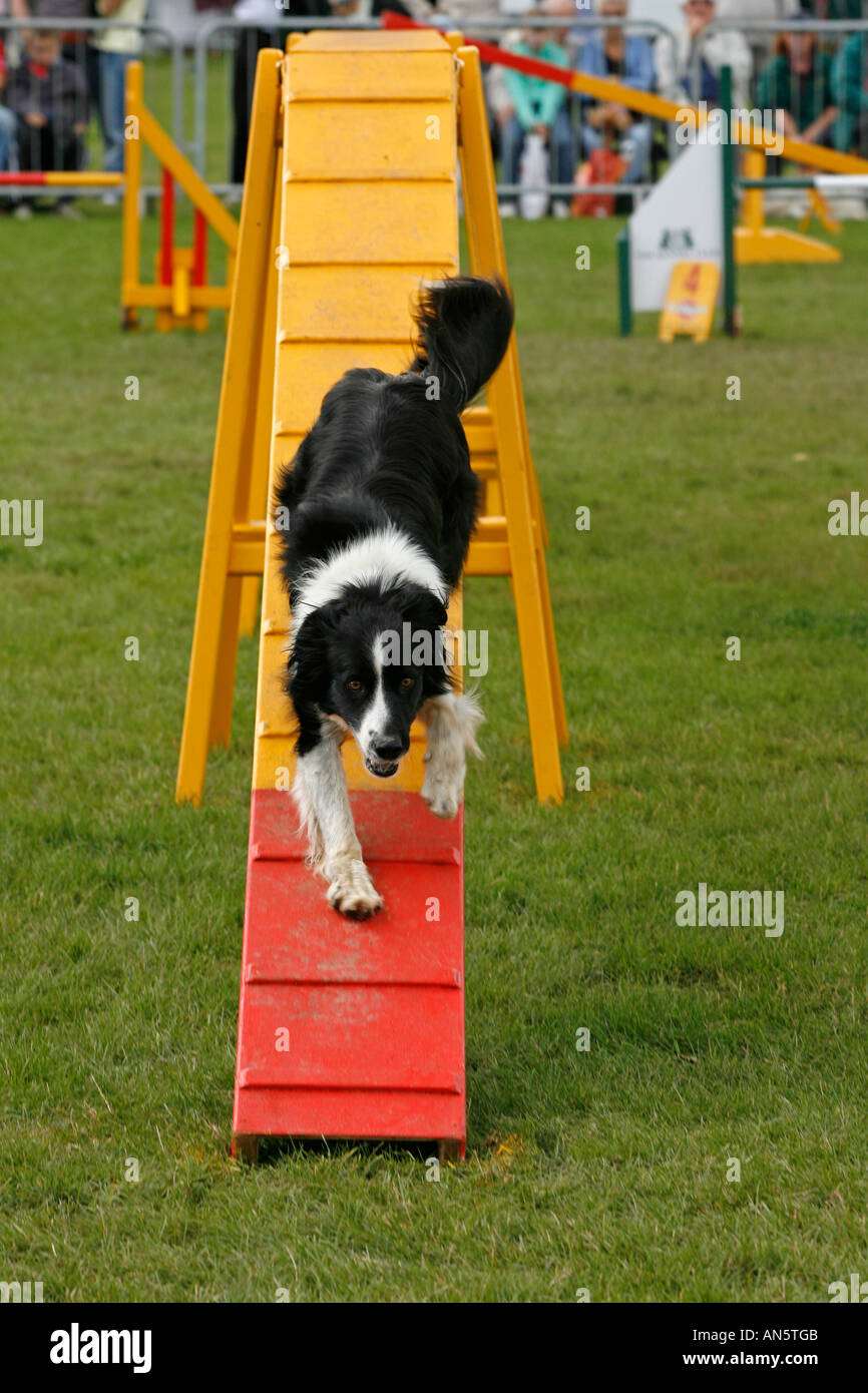 Dog coming down an A Frame during an agility competition Stock Photo ...