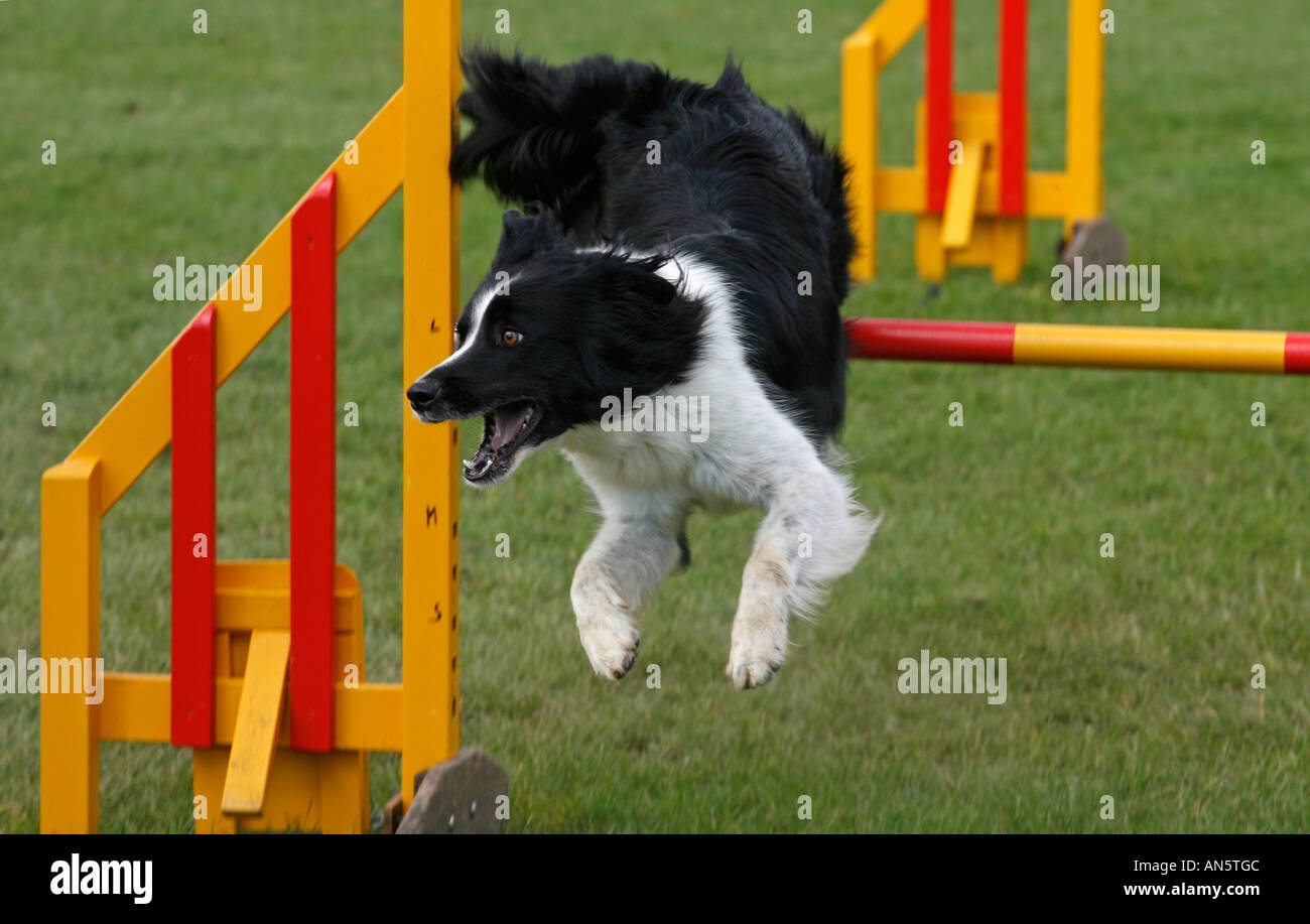 Dog jumping over bar hi-res stock photography and images - Alamy