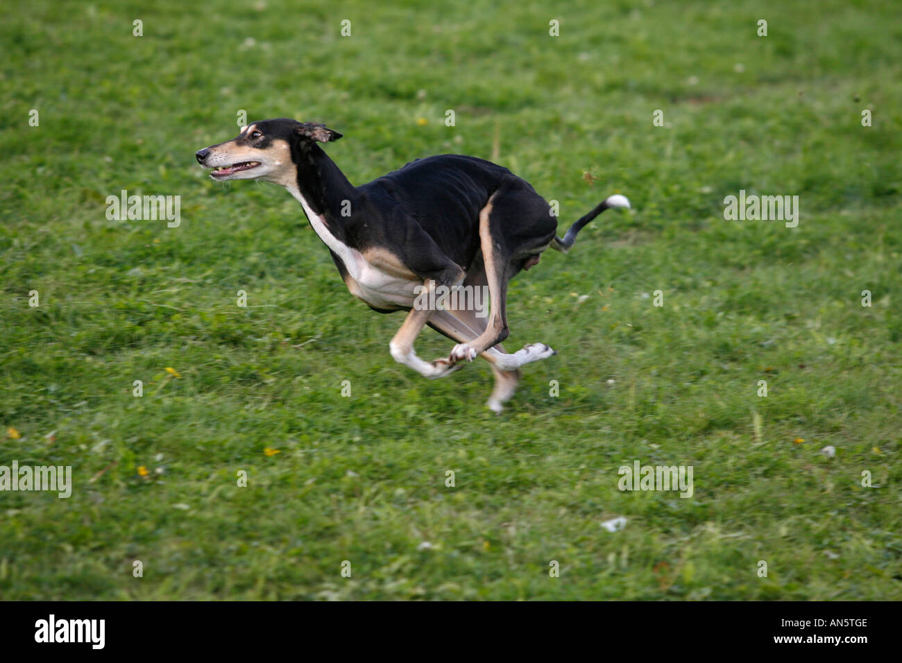 Saluki run hi-res stock photography and images - Alamy