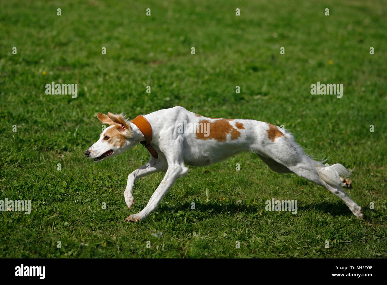 Working lurcher hi-res stock photography and images - Alamy