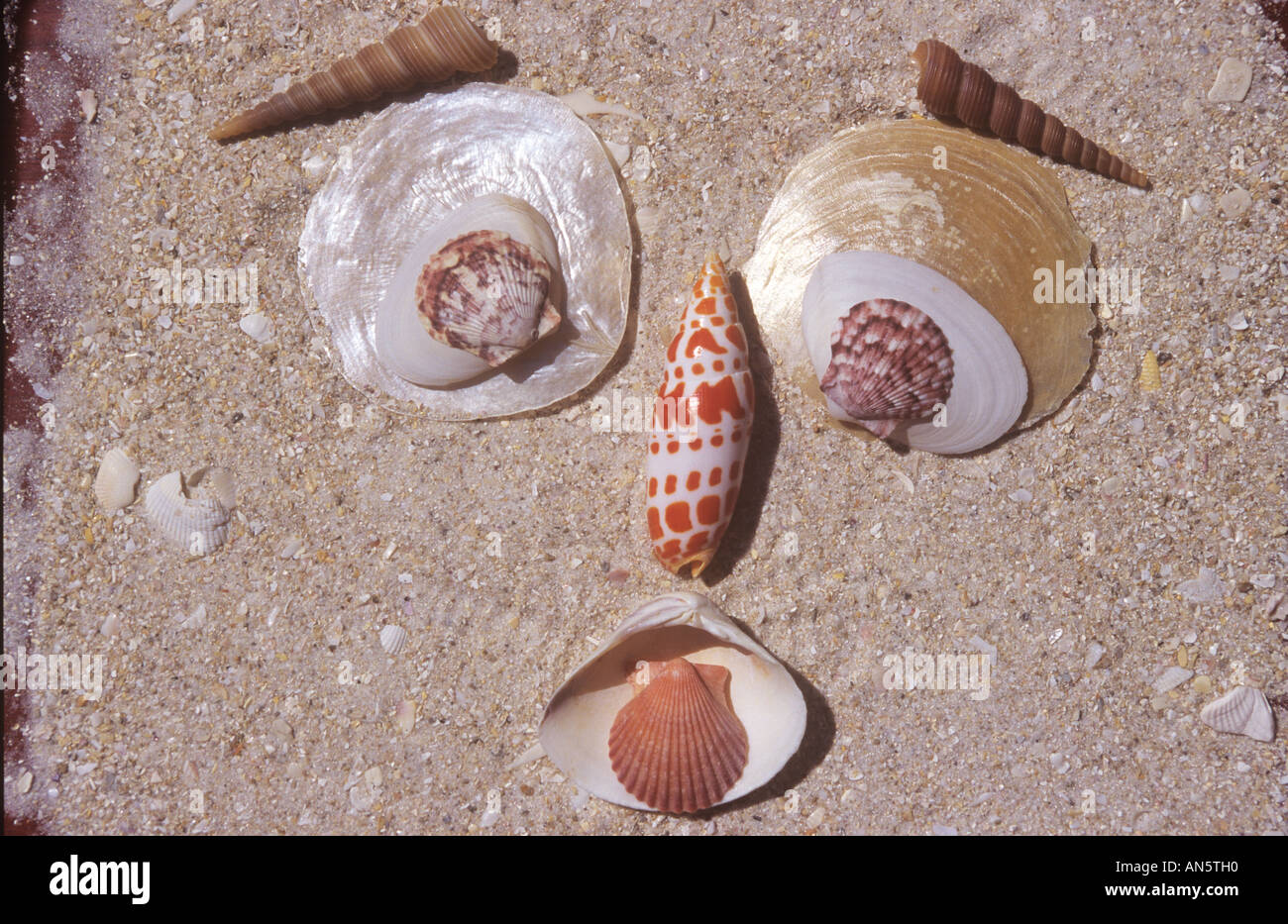Creative sea shell photography hi-res stock photography and images - Alamy