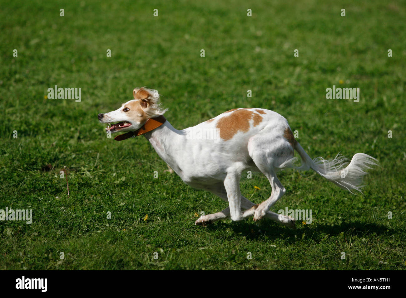 Lurcher man hi-res stock photography and images - Alamy