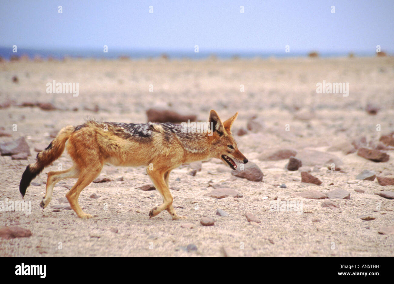 Black-backed jackal on the beach in Namib desert Stock Photo - Alamy