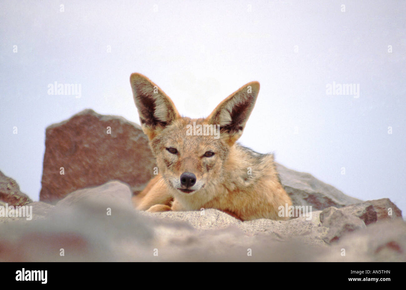 black-backed jackal resting in Namib desert Stock Photo - Alamy