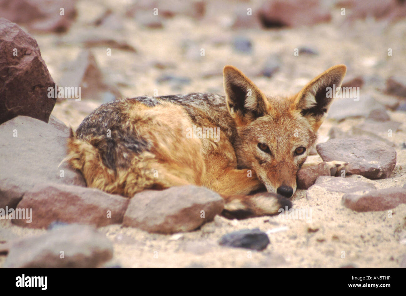 Sleeping black backed jackal hi-res stock photography and images - Alamy