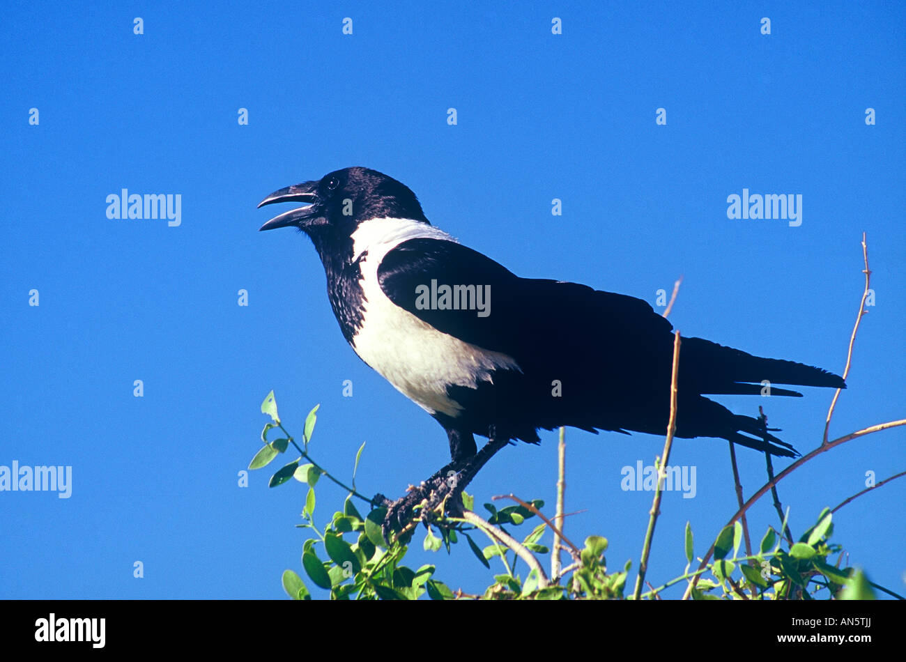Pied crow Corvus albus perching Stock Photo - Alamy