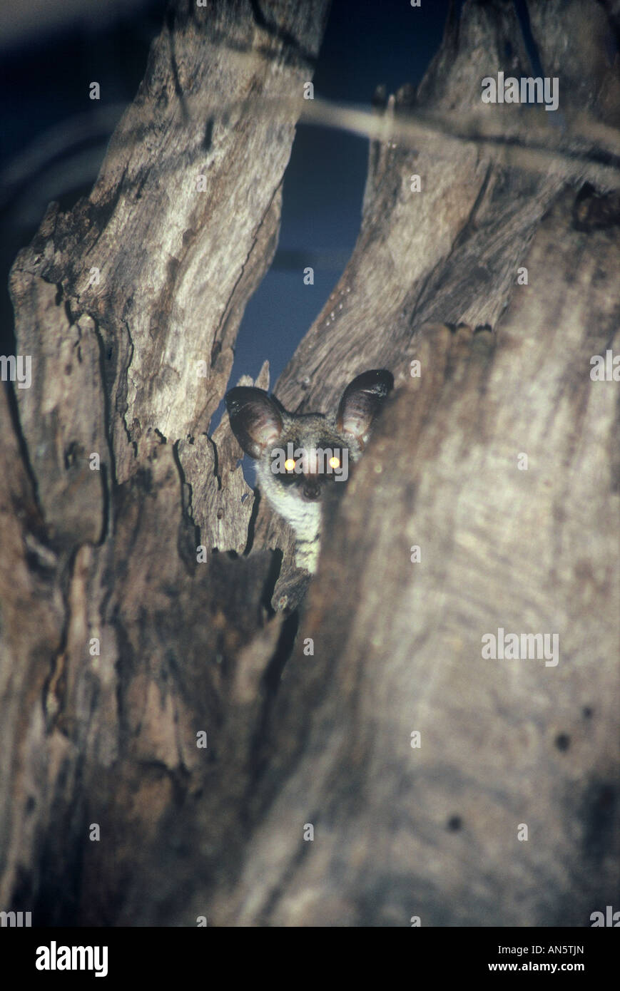 Hollow tree hi-res stock photography and images - Alamy