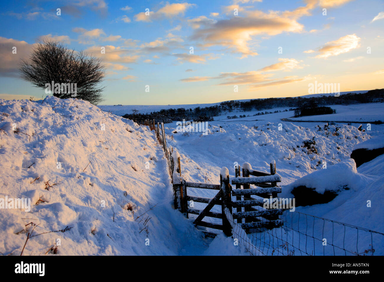 Winter snow Single Tree Lawrence Field Peak District National Park ...