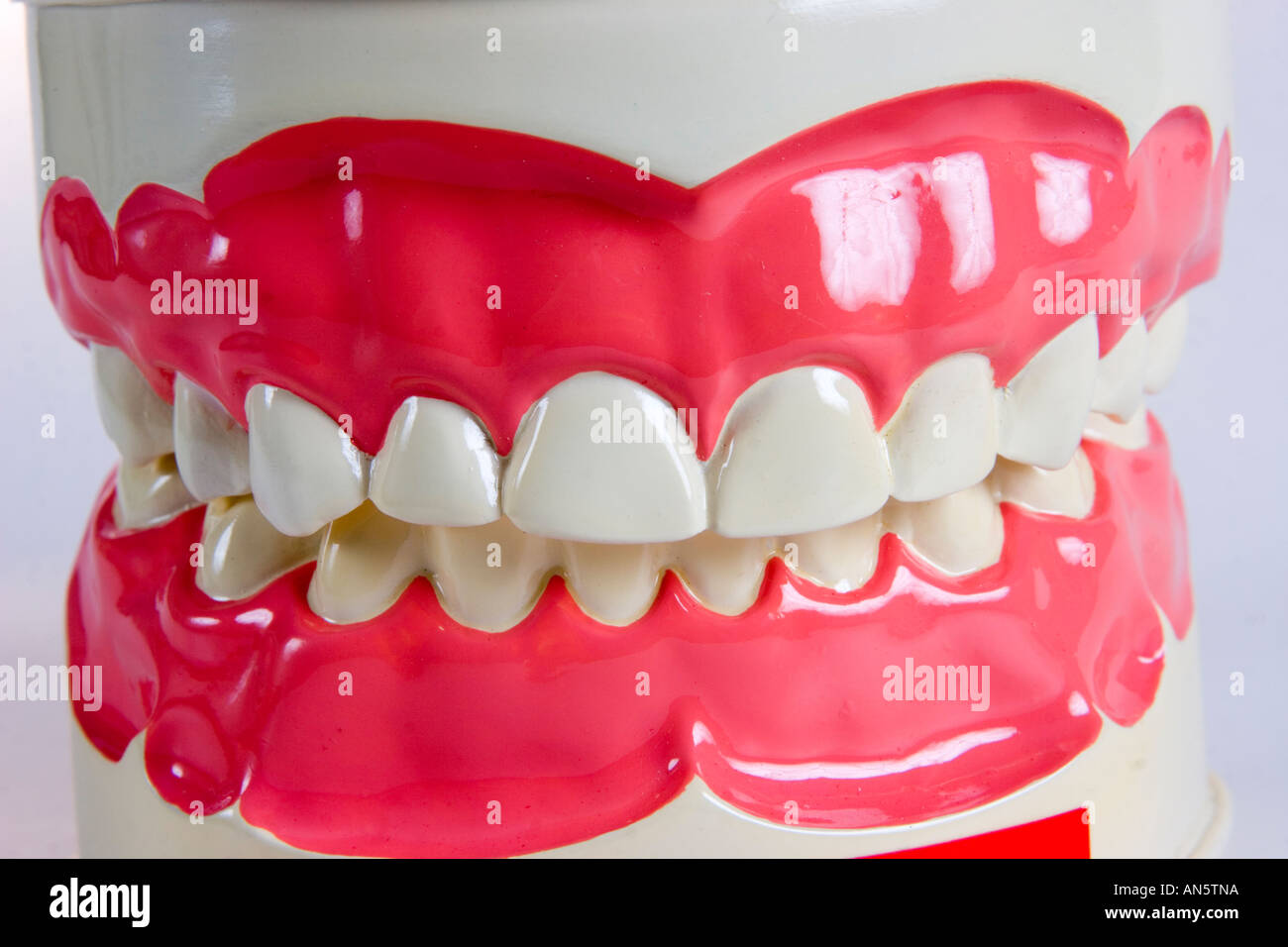 Plastic model of teeth and gums used as a teaching aid on dentists ...