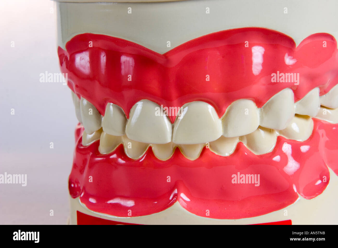 Plastic model of teeth and gums used as a teaching aid on dentists ...