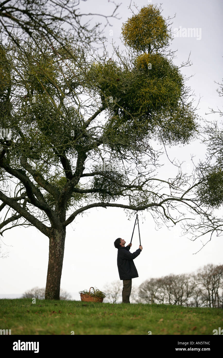 Snipping tree hi-res stock photography and images - Alamy