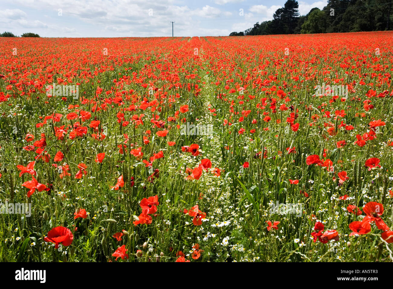 A poppy field at Pim Hill organic farm in Harmer Hill Shropshire UK ...
