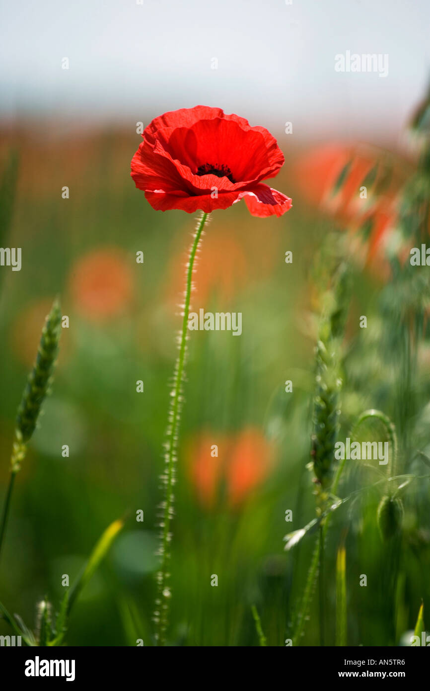 A poppy in a field at Pim Hill organic farm in Stock Photo - Alamy