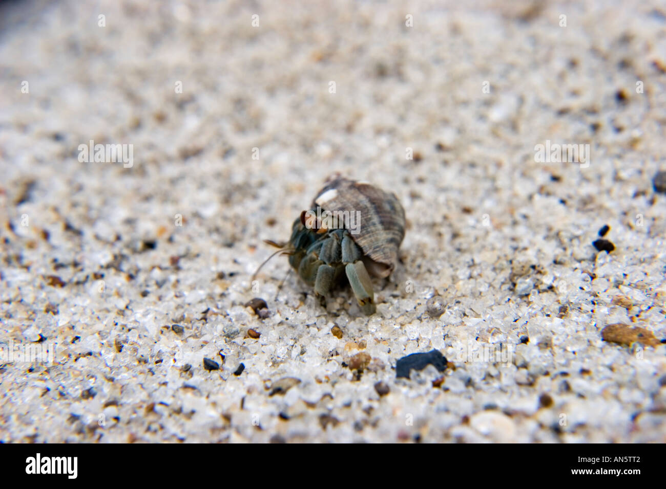 Crab beach panama hi-res stock photography and images - Alamy