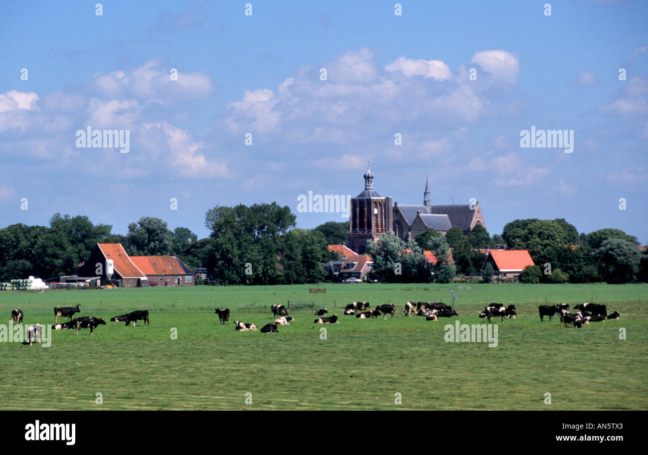 Netherlands cows hi-res stock photography and images - Alamy