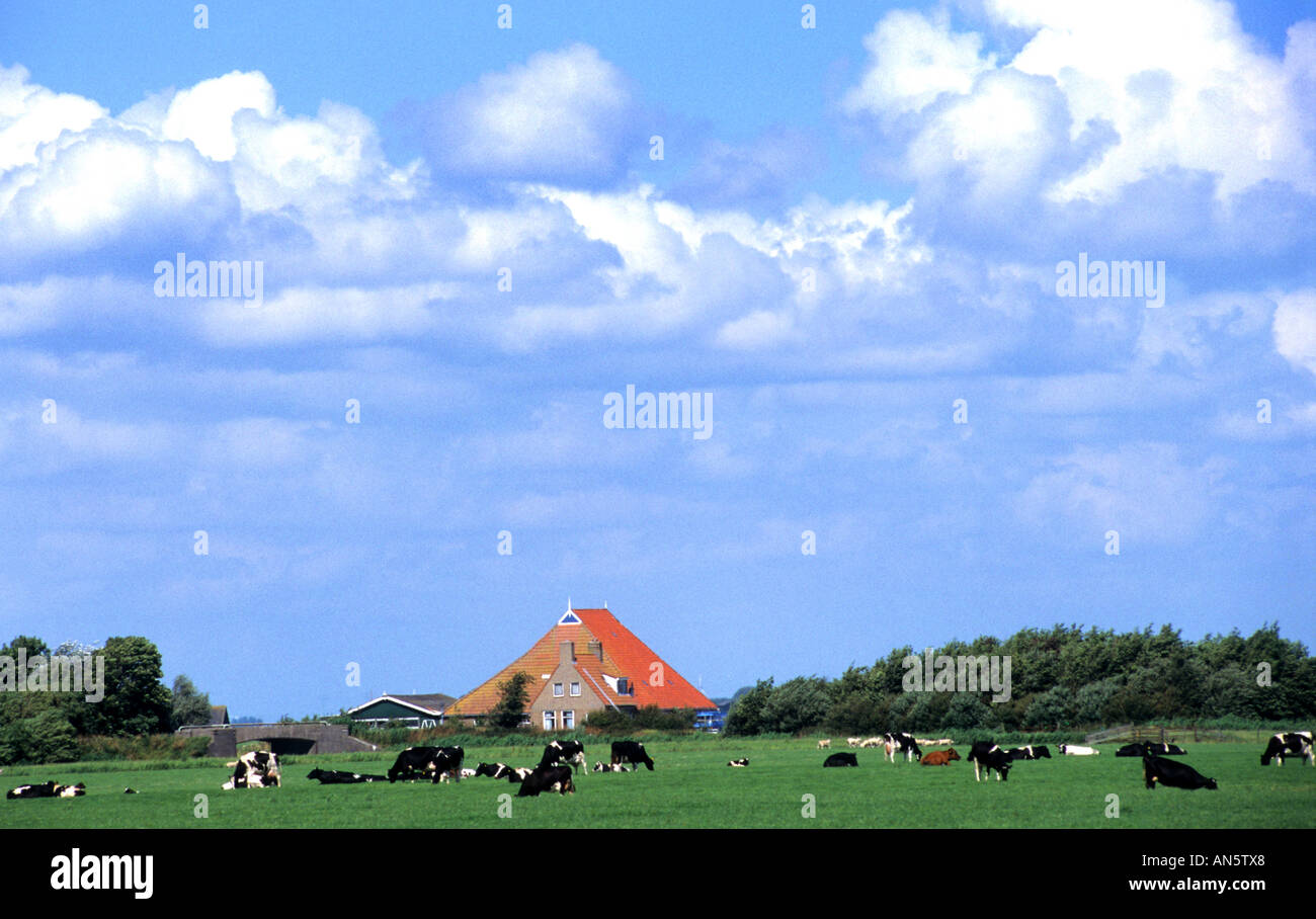Farm Friesland Fryslan Netherlands cows cow Stock Photo - Alamy