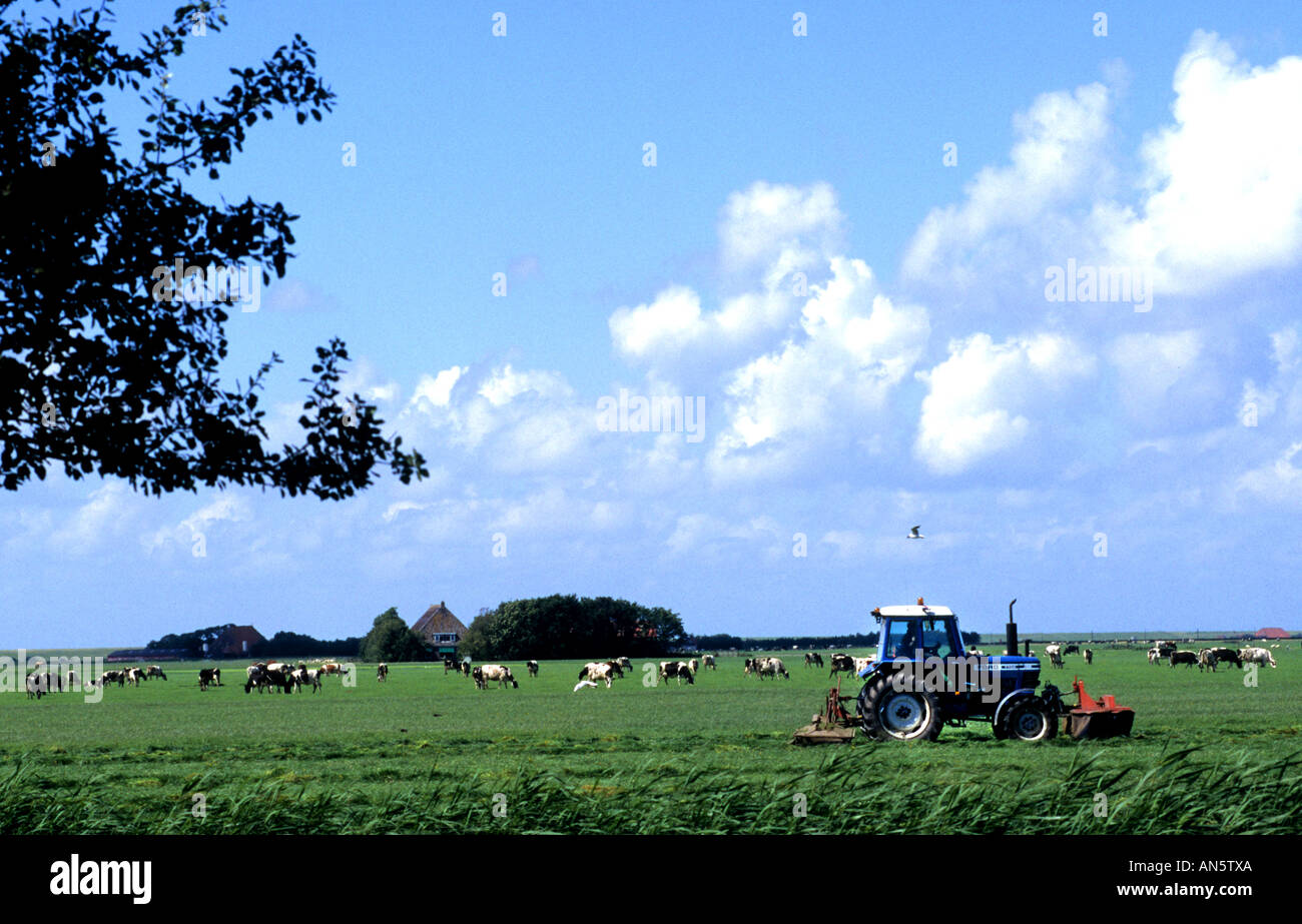 Farm Friesland Fryslan Netherlands Tractor Farmer Stock Photo - Alamy