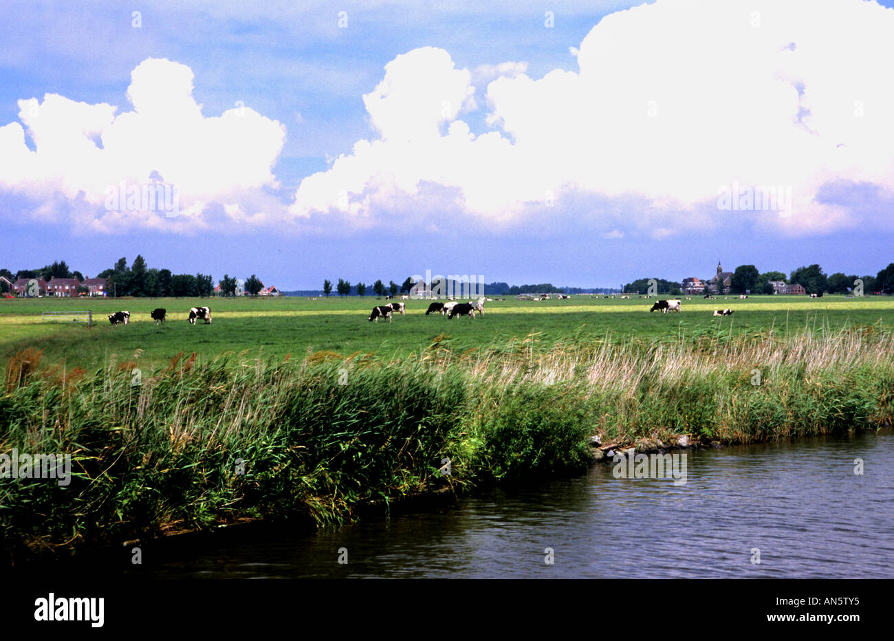 Friesland farm farmer cow cows hi-res stock photography and images - Alamy