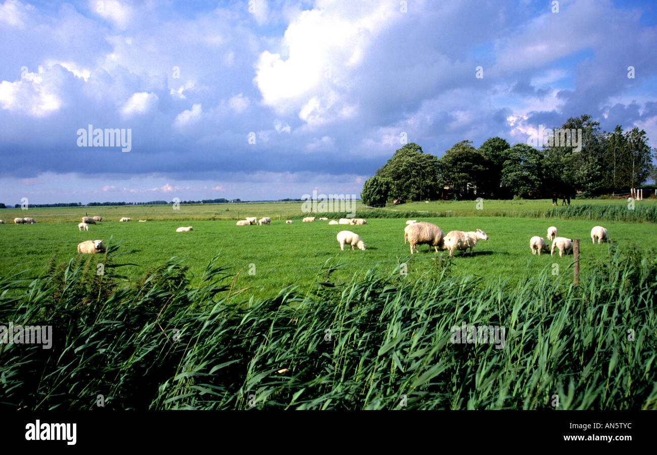 Sheep sheep cow cows hi-res stock photography and images - Alamy