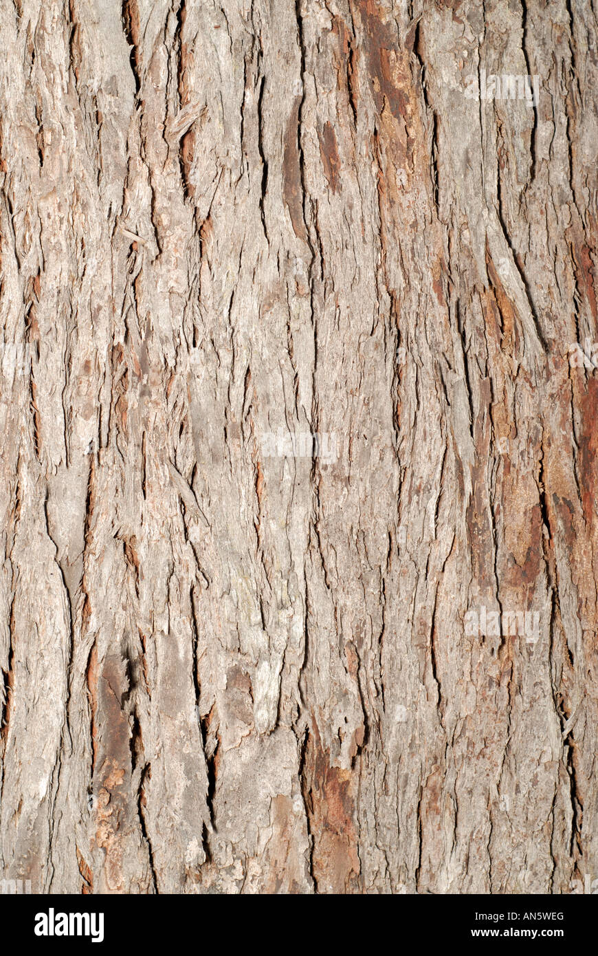 The bark of a Western Australian Jarrah Tree Stock Photo - Alamy
