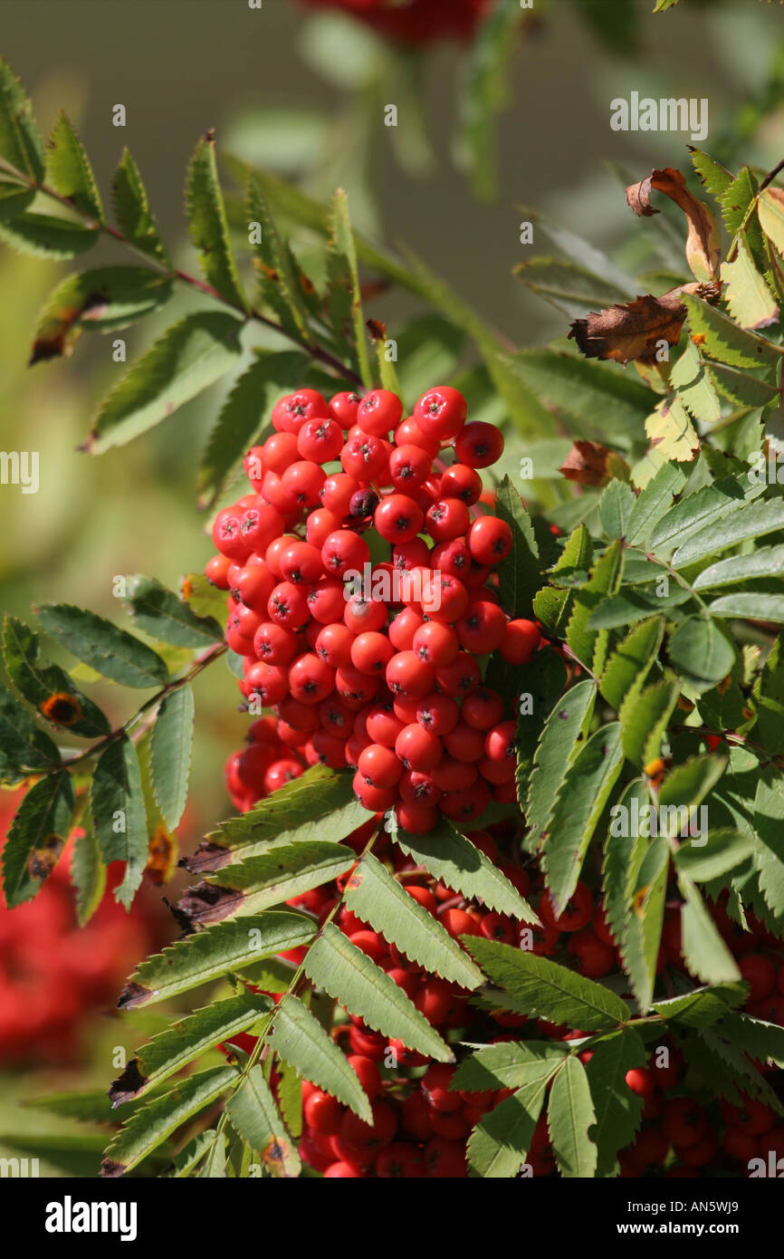 Rowan Tree Berries Sorbus aucuparia Stock Photo - Alamy